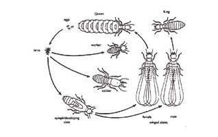Encyclopaedia Isoptera | Perdita Phillips